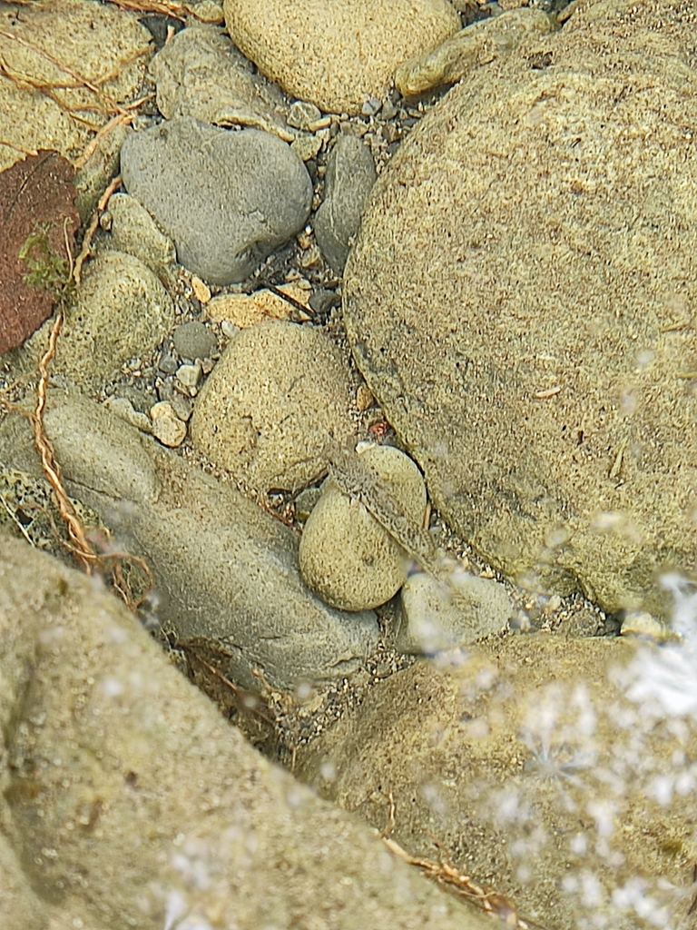 Gobiomorphus from Levin 5573, New Zealand on December 28, 2023 at 11:10 ...