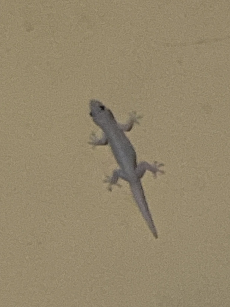 Common Four-clawed Gecko from Belize, BZ on December 27, 2023 at 05:56 ...