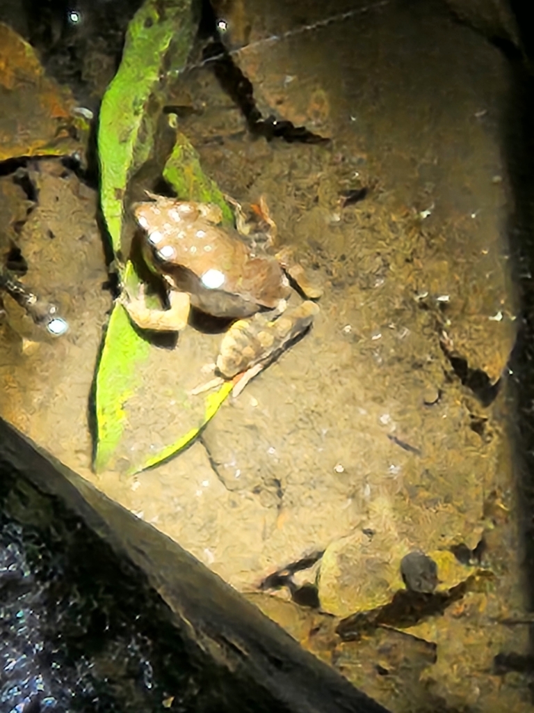 Brilliant Forest Frog from Puntarenas, CR-PU, CR on December 27, 2023 at 06:26 PM by lazibears ...