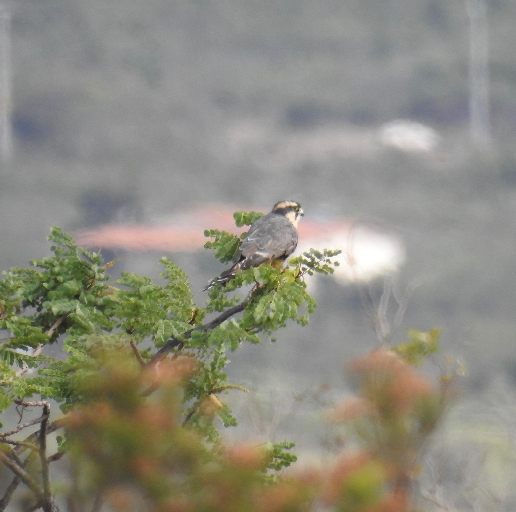 Aplomado Falcon from Mucugê - State of Bahia, Brazil on December 10 ...