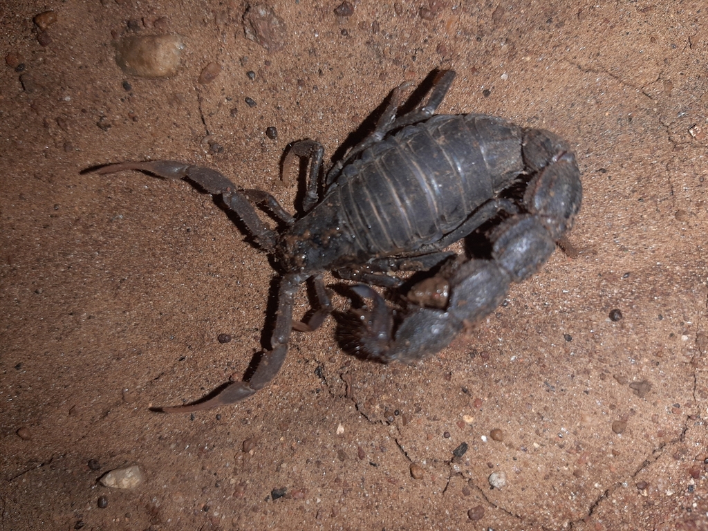 Transvaal Thicktail Scorpion from Dzindi, Thohoyandou, South Africa on ...