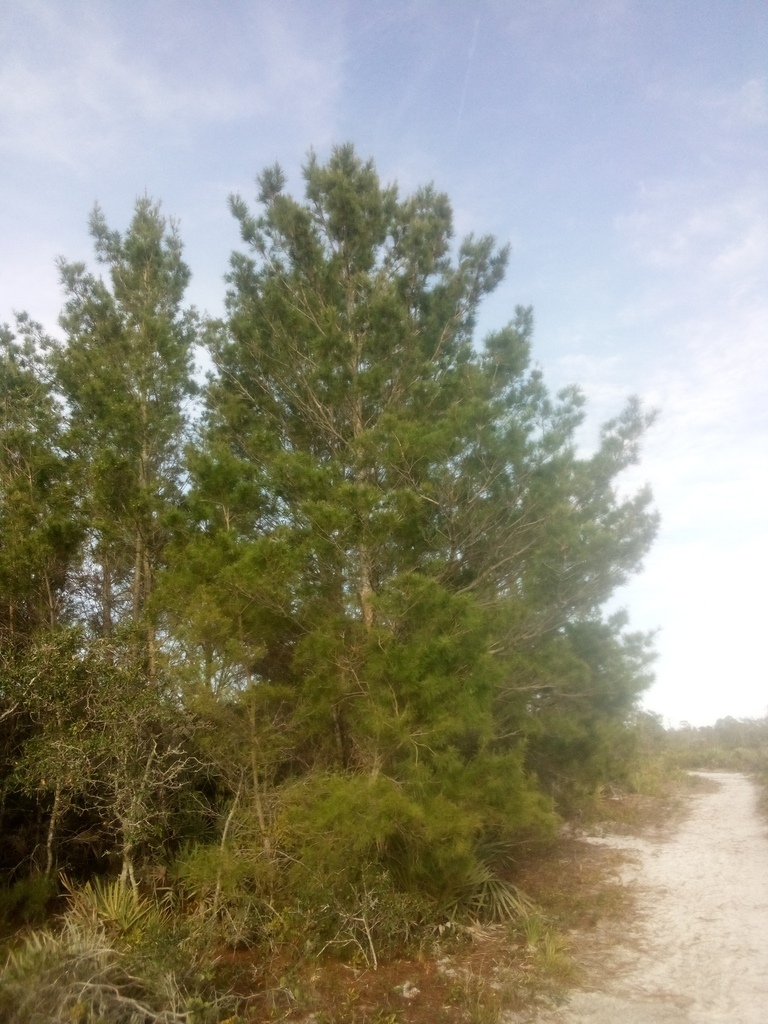 sand pine from Sebastian, FL, USA on December 27, 2023 at 03:21 PM by ...