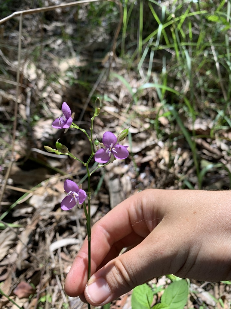 Grass Lily from Alice Mawson Reserve, Kallangur, QLD, AU on December 28 ...