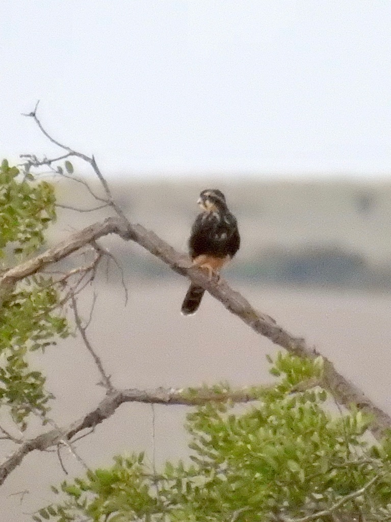 Aplomado Falcon from Mucugê - State of Bahia, Brazil on December 9 ...