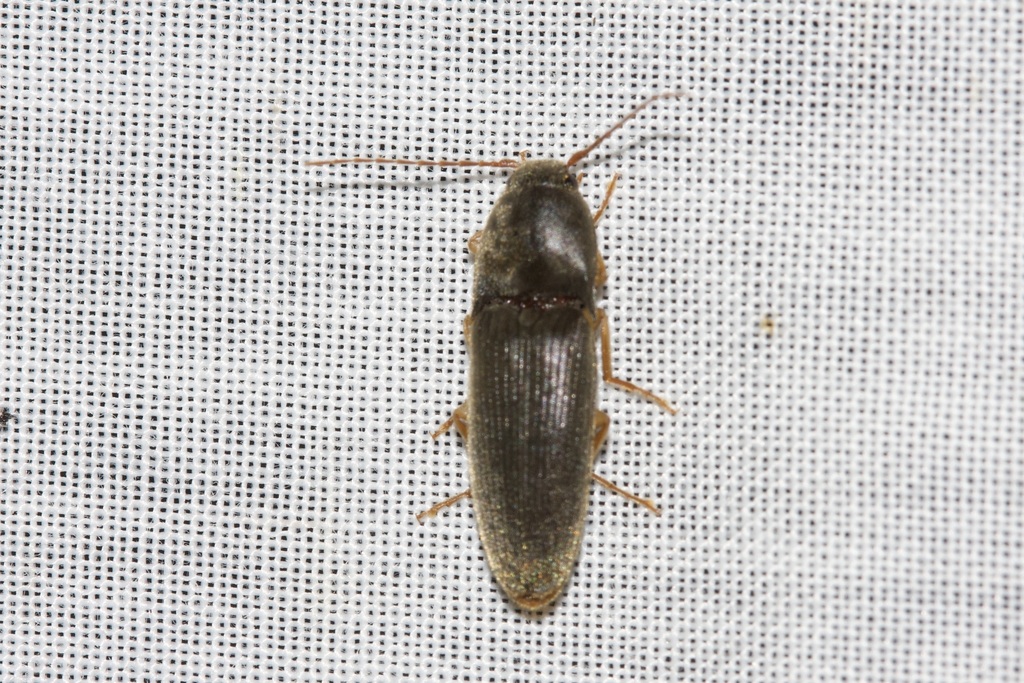 Pasture Wireworm from Woods Bushland Reserve, Tuerong VIC 3915 ...