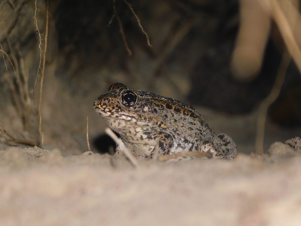 Gopher Frog in December 2023 by dbond · iNaturalist