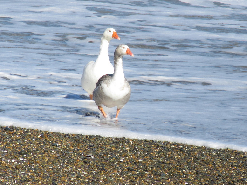 Domestic Greylag Goose from Southland, NZ-SO, NZ on April 07, 2019 at ...