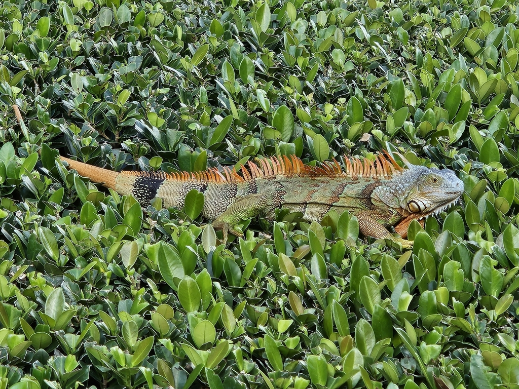 Green Iguana from Boca Raton, FL 33432, USA on December 26, 2023 at 03: ...