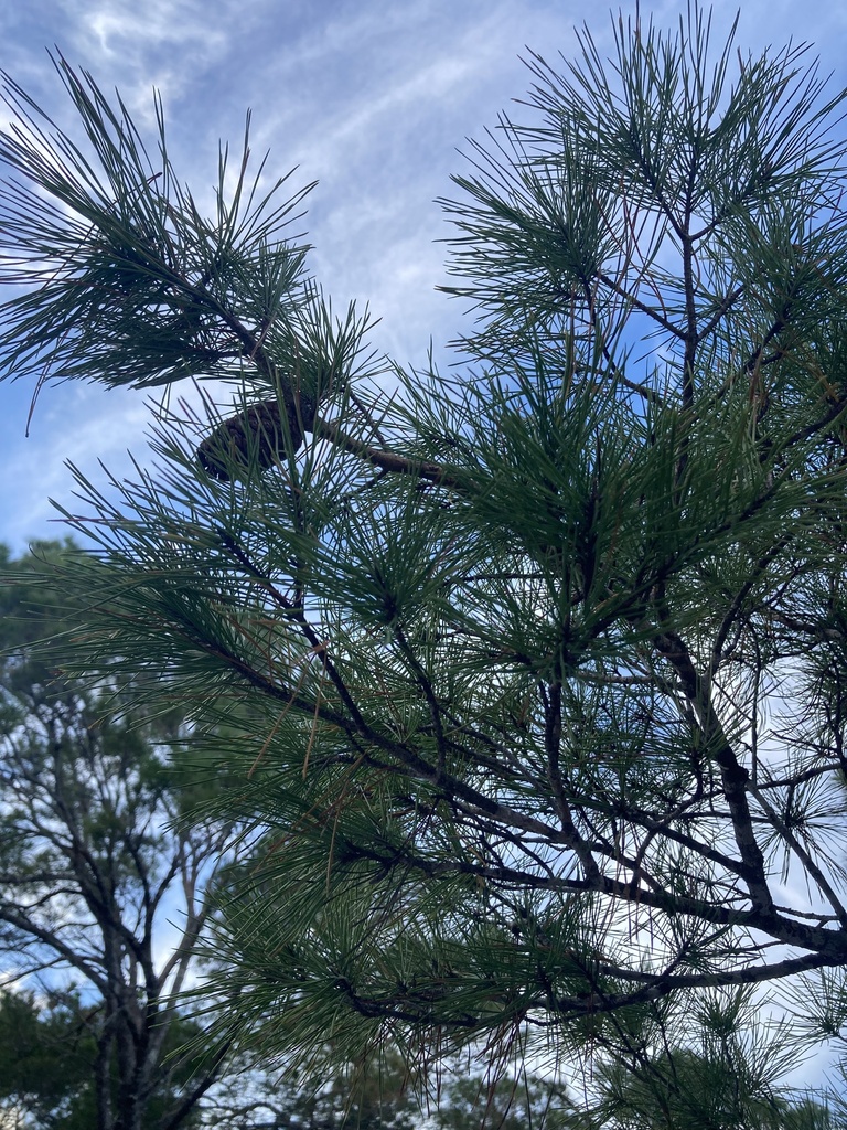 sand pine from Singer Island, Jupiter, FL, US on December 26, 2023 at ...