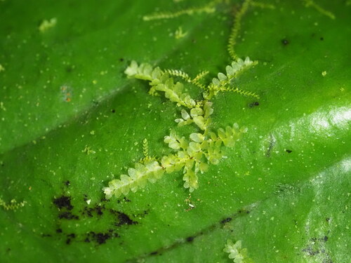 Cololejeunea ceatocarpa · iNaturalist