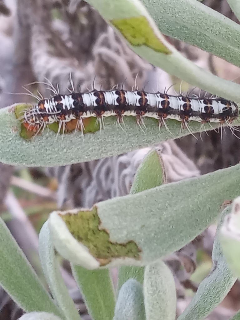 Crimson-speckled Flunkey from Grand Fond Saint-Barthélemy Saint ...