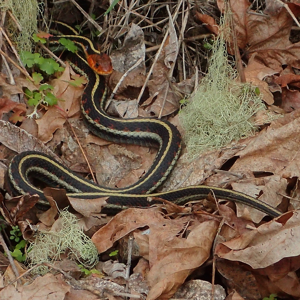 Red-spotted Garter Snake from Lane County, OR, USA on February 12, 2020 ...