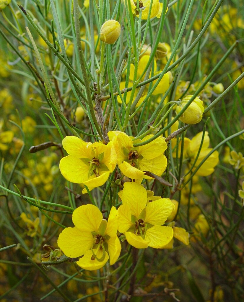 Senna charlesiana from Bowgada WA 6623, Australia on September 28, 2003 ...