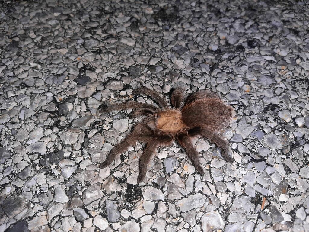 Texas Brown Tarantula in July 2023 by Kory Roberts · iNaturalist