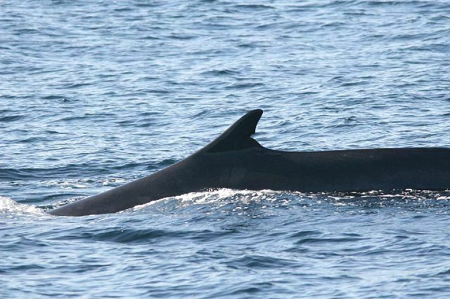 Fin Whale in February 2008 by stevewalternature · iNaturalist