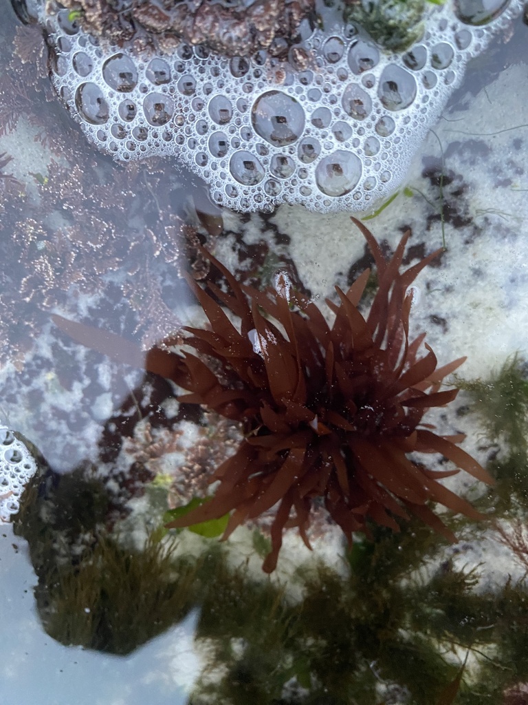 Prionitis lanceolata from Carmel Bay, Del Monte Forest, CA, US on ...