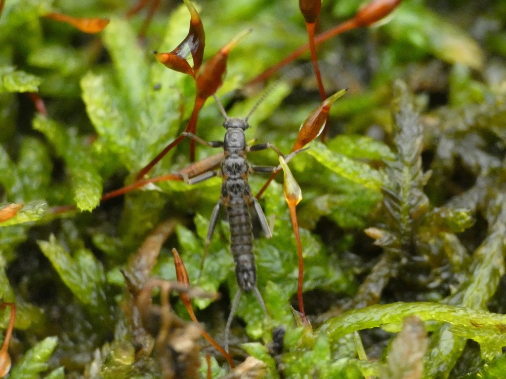 Shortwing Snowfly from Berea, OH 44017, USA on December 27, 2023 at 03: ...