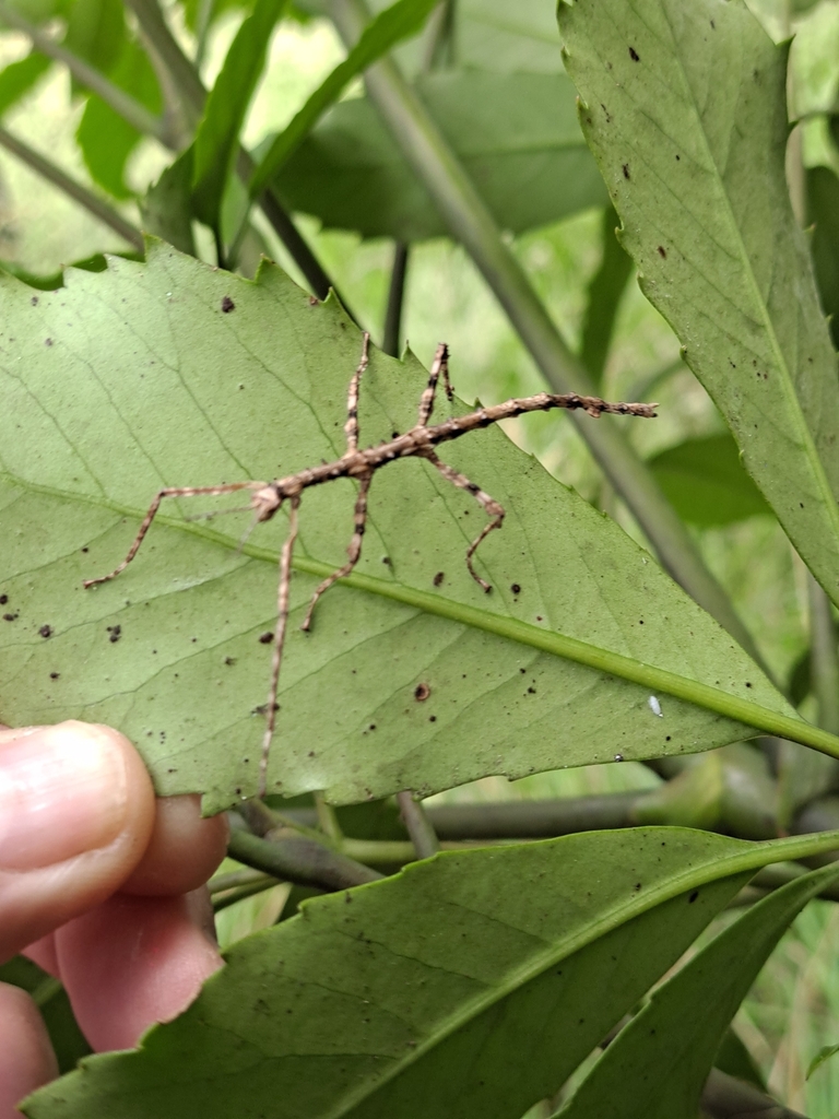 Stick Insects from Otorohanga, NZ-WK, NZ on December 28, 2023 at 02:45 ...