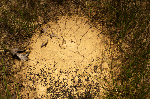 iNaturalist Tracking Database – NatureTracking