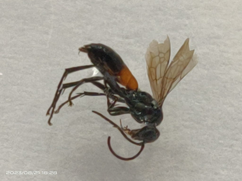 Spider Wasps from Menyuan Hui Autonomous County, Haibei, Qinghai, China ...