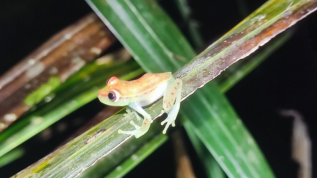 Polka-dot Tree Frog from San Juan Bautista, Peru on December 27, 2023 ...