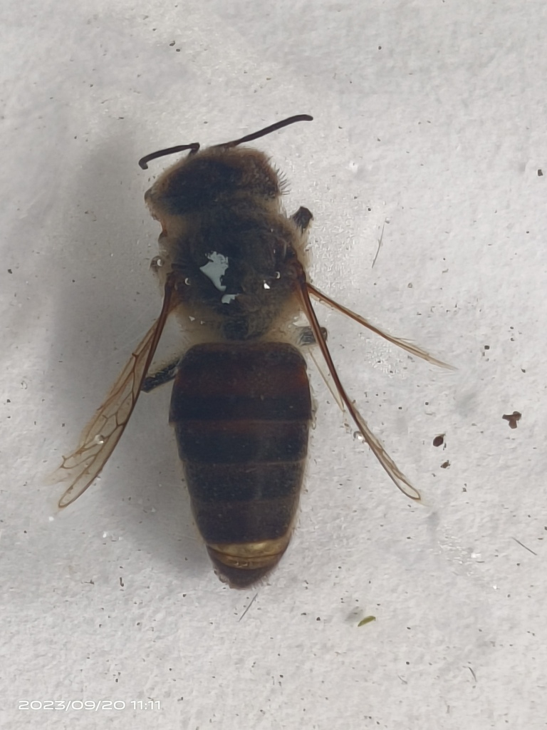 Cavity-nesting Honey Bees from Menyuan Hui Autonomous County, Haibei ...