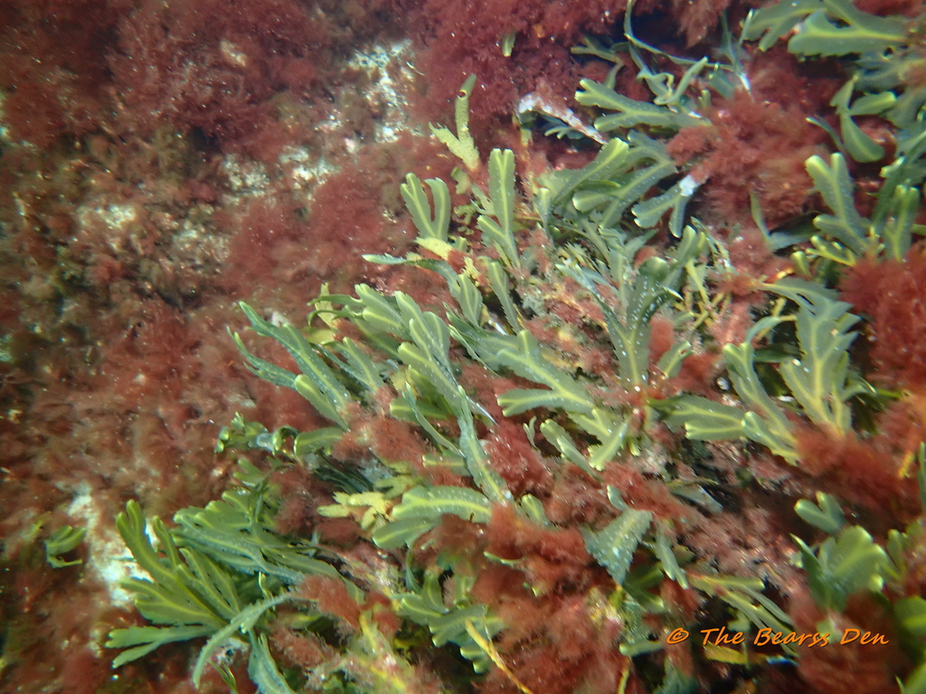 Saw Wrack from Indian Harbour, NS, Canada on December 27, 2023 at 01:10 ...