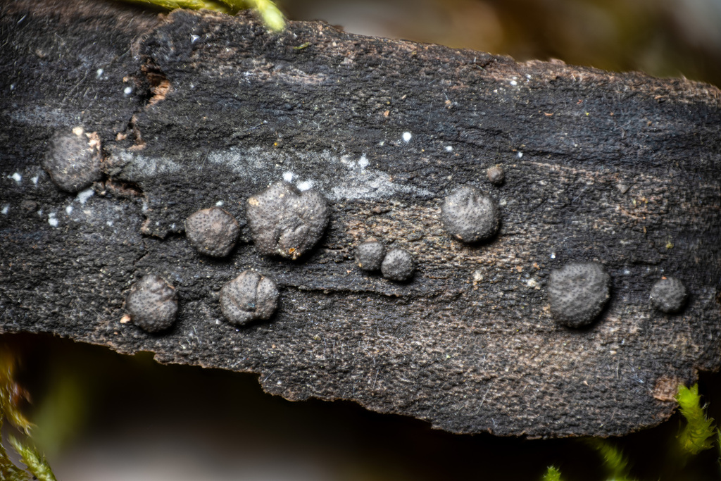 Trichoderma lixii from Jackson County, OR, USA on December 24, 2023 at ...