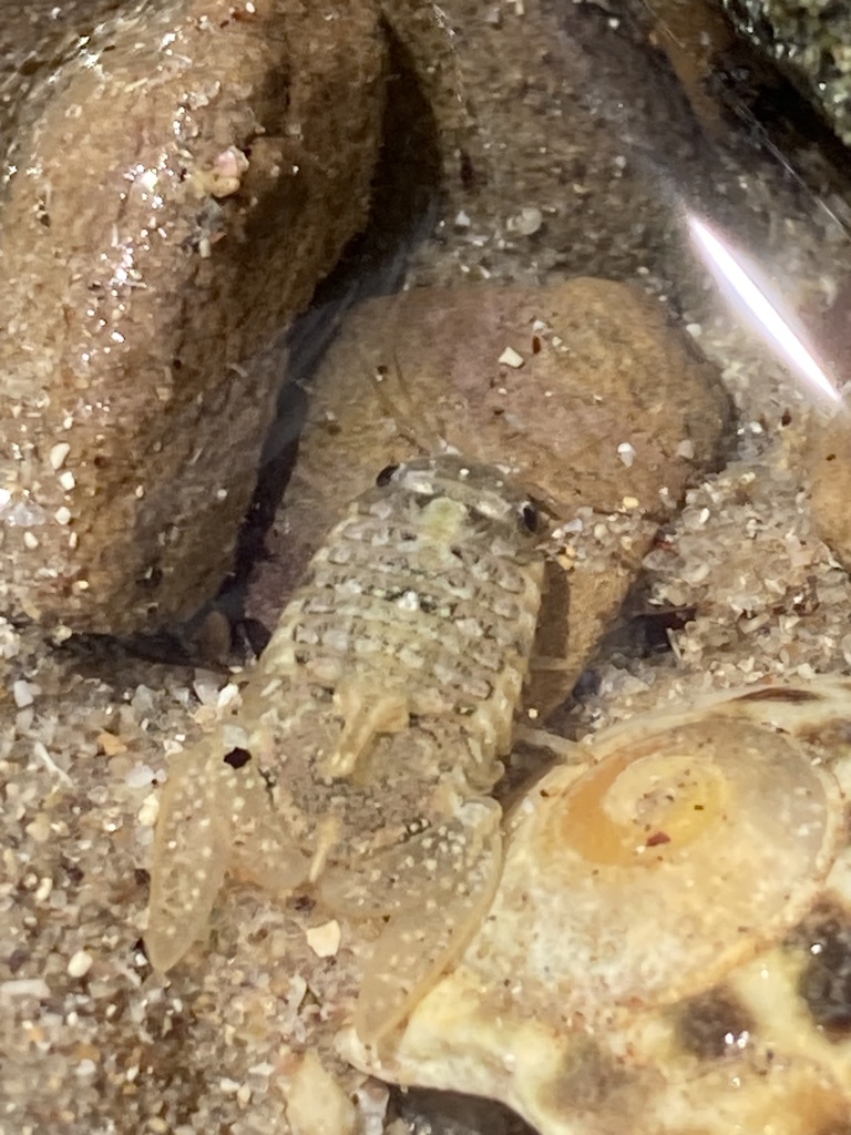 Zuzara from Holdfast Bay, Marino, SA, AU on December 28, 2023 at 11:29 ...