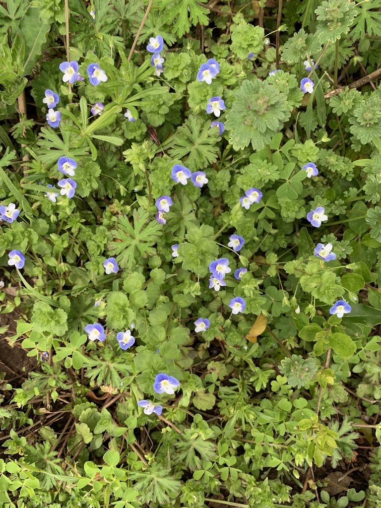bird's-eye speedwell from 1309 Melrose Dr, Norman, OK, US on April 07 ...