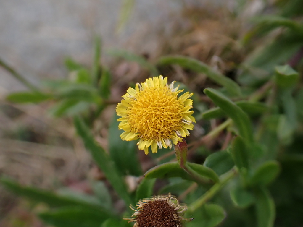 Spanish False Fleabane from San Mateo Canyon Wilderness, Murrieta, CA ...