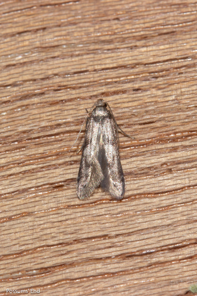 Thiotricha tetraphala from Portobello, Dunedin, New Zealand on December ...