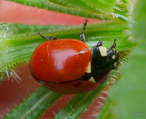 California Lady Beetle (Alviso bioblitz guide) · iNaturalist