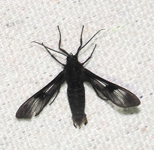 Ichoria thyrassia · NaturaLista Colombia