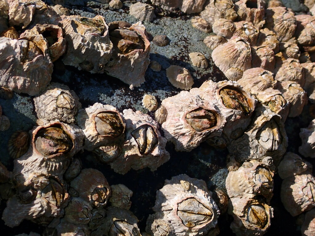 Rose-coloured Barnacle from Coffs Harbour - Pt B, AU-NS, AU on December ...