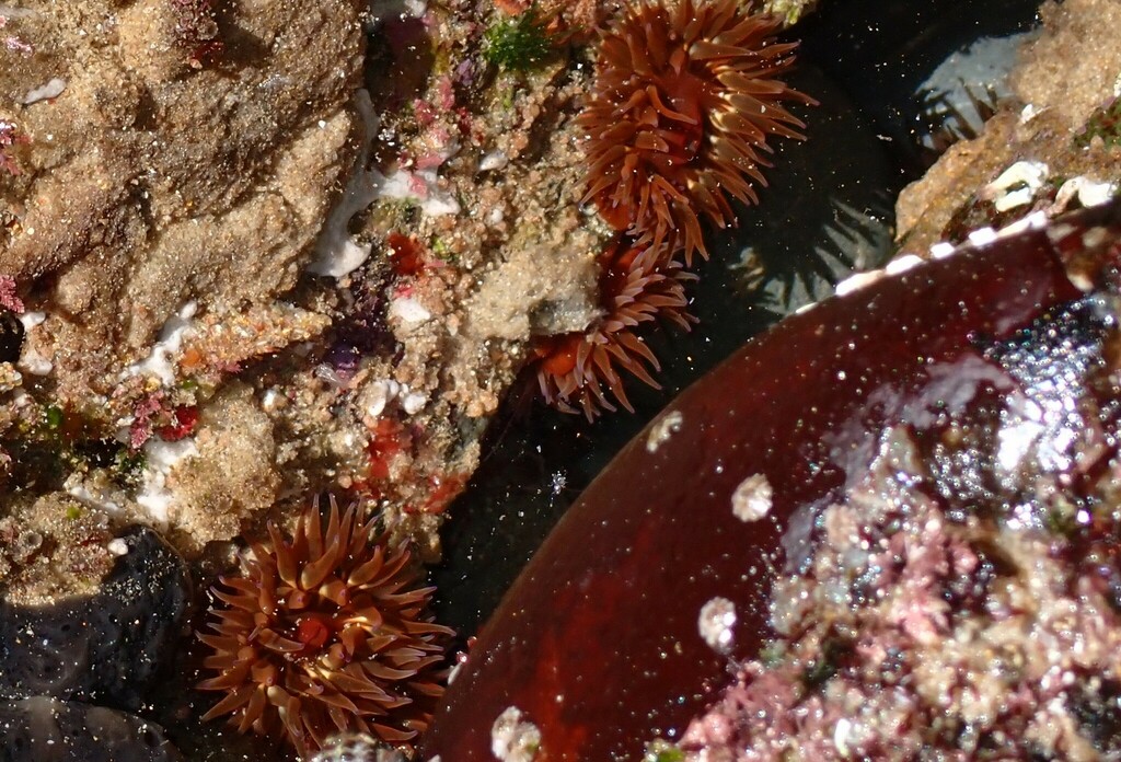 Anemonia mutabilis from Coffs Harbour - Pt B, AU-NS, AU on December 27 ...