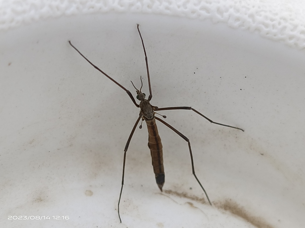 Flies from Haibei Tibetan, Qinghai, China on August 14, 2023 at 12:16 ...