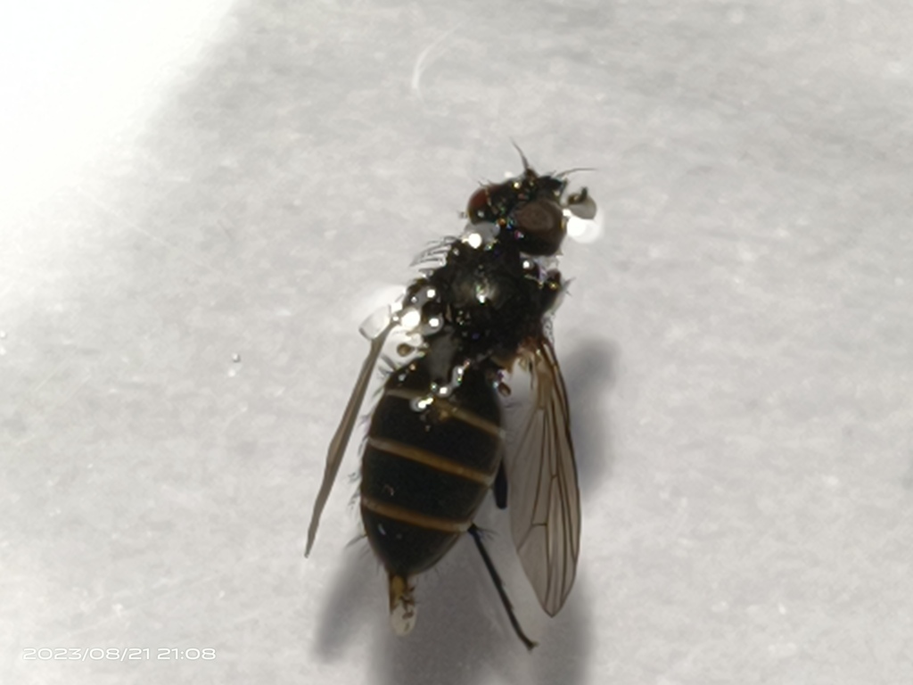 Flies from Menyuan Hui Autonomous County, Haibei, Qinghai, China on ...