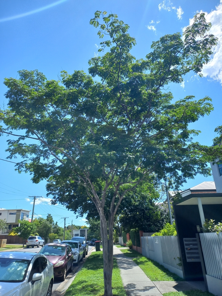 legumes from Coorparoo QLD 4151, Australia on December 28, 2023 at 01: ...