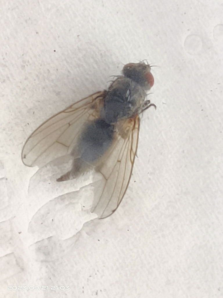 Flies from Menyuan Hui Autonomous County, Haibei, Qinghai, China on ...