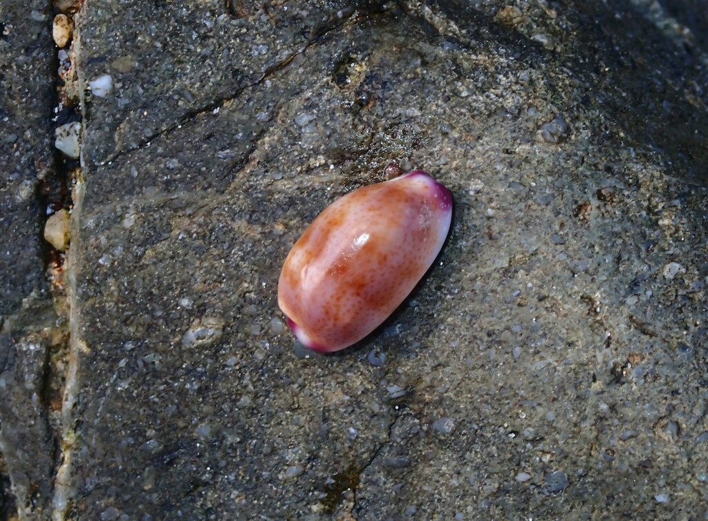 small-toothed cowrie from Sandy Beach NSW 2456, Australia on December ...