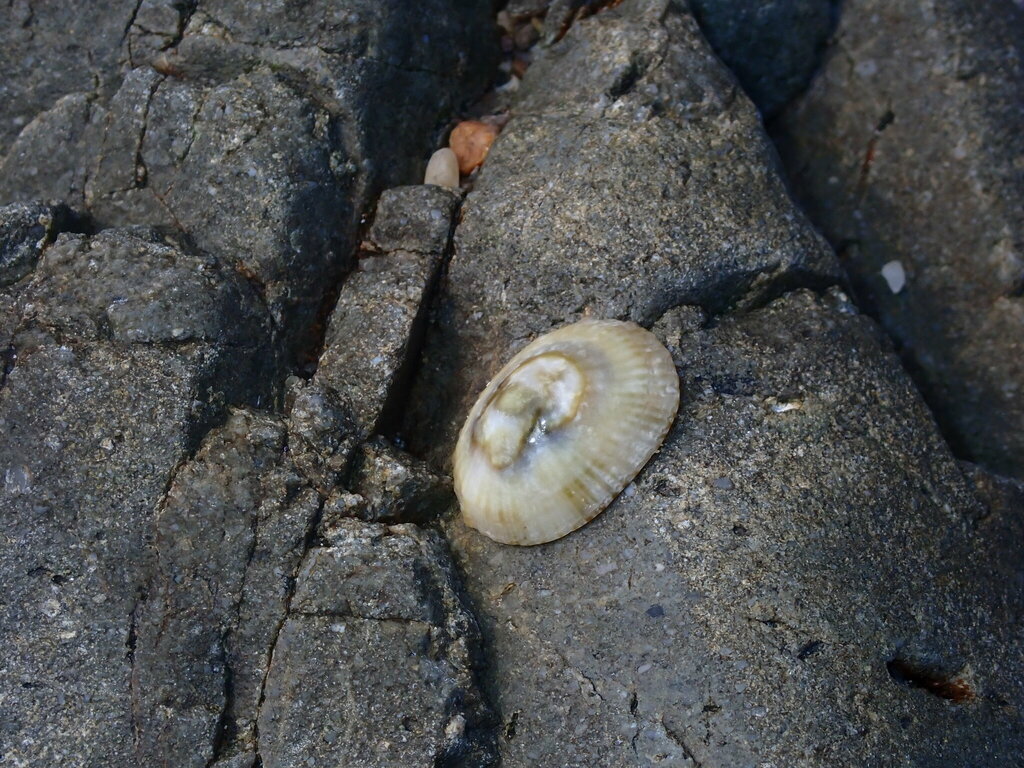 Cap-shaped False Limpet from Sandy Beach NSW 2456, Australia on ...