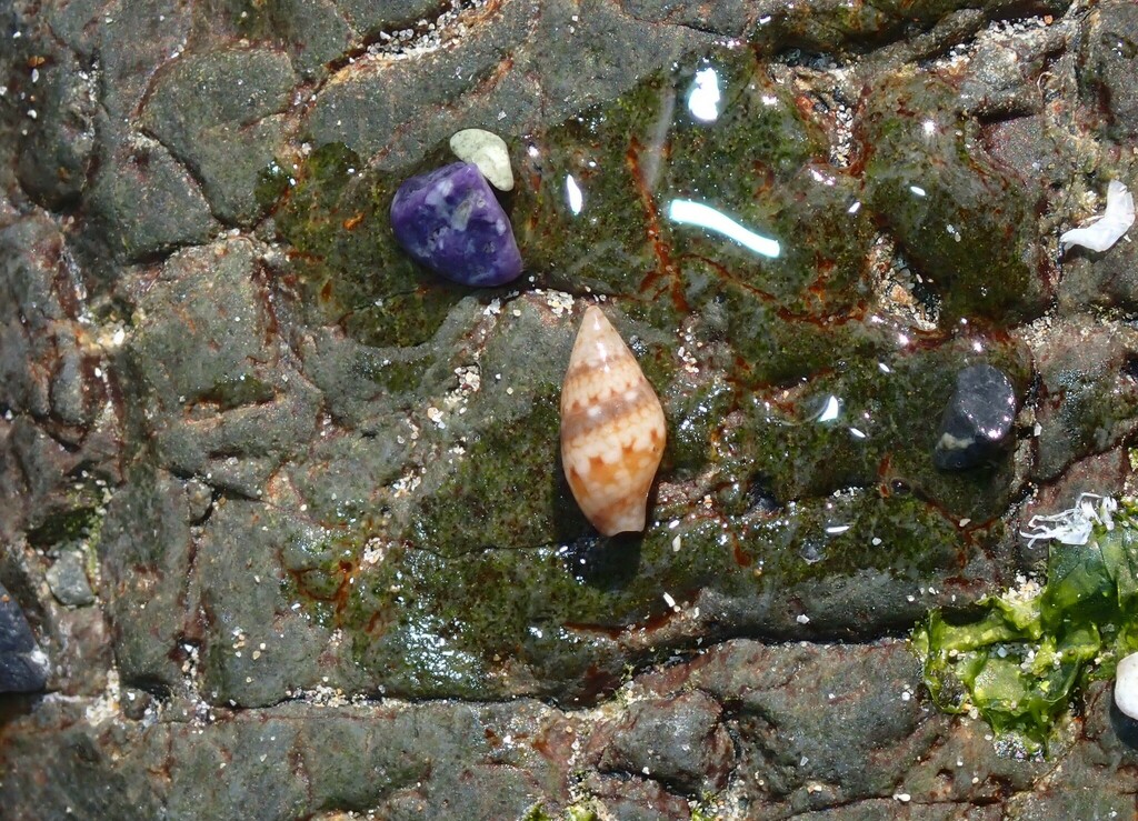 Pseudamycla dermestoidea from Sandy Beach NSW 2456, Australia on December 27, 2023 at 03:28 PM ...