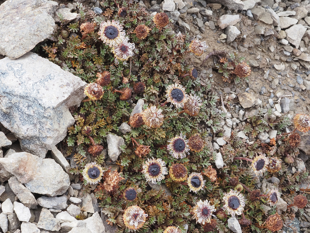 Leptinella atrata luteola in December 2023 by Shirley Kerr · iNaturalist