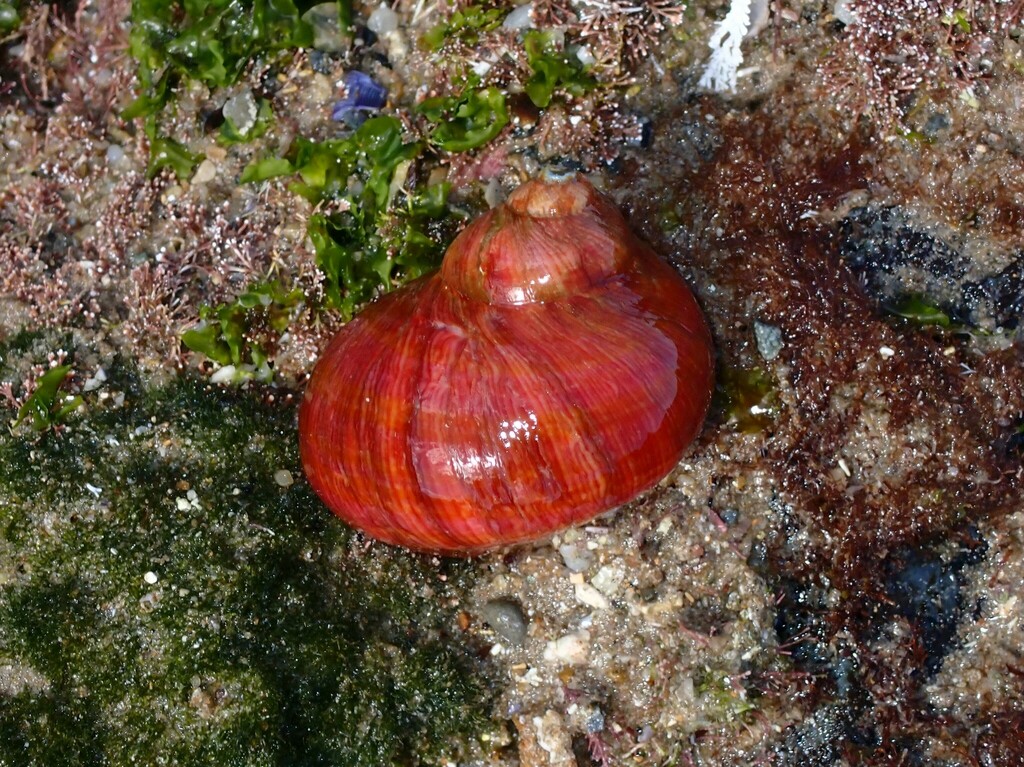Military Turban from Sandy Beach NSW 2456, Australia on December 27 ...