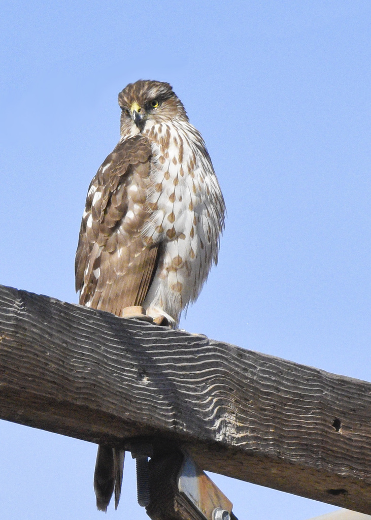Cooper's Hawk from Flowing Wells, Tucson, AZ, USA on December 27, 2023 ...