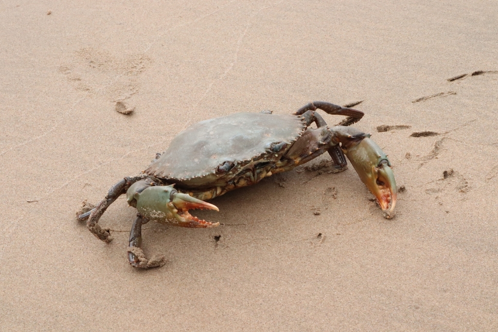 Mud Crab from Bashee, South Africa on December 27, 2023 at 06:04 PM by ...