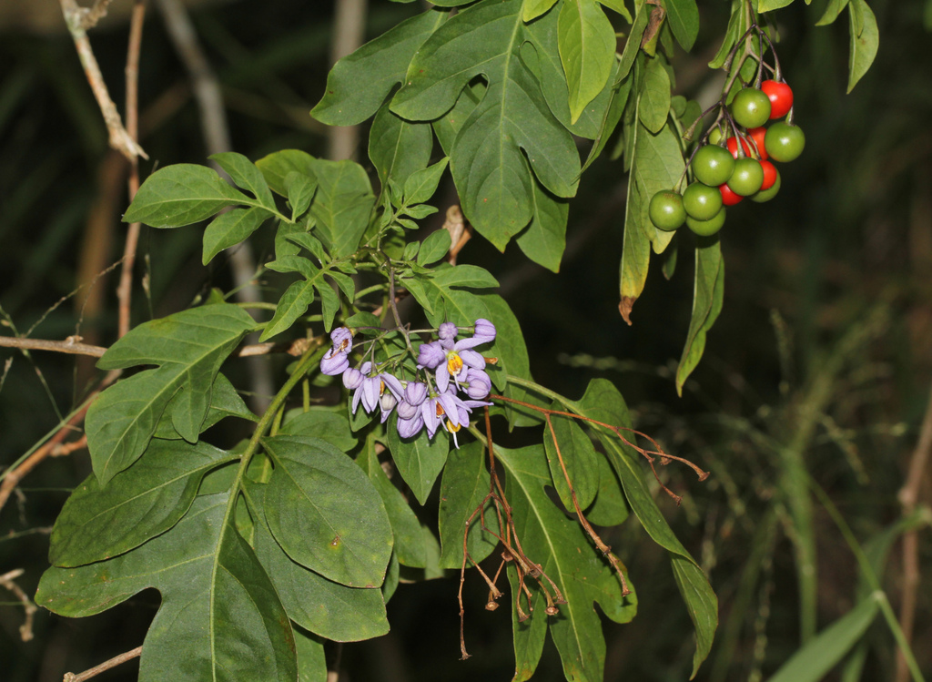 Brazilian Nightshade from Gold Creek Reservoir, Upper Brookfield QLD ...