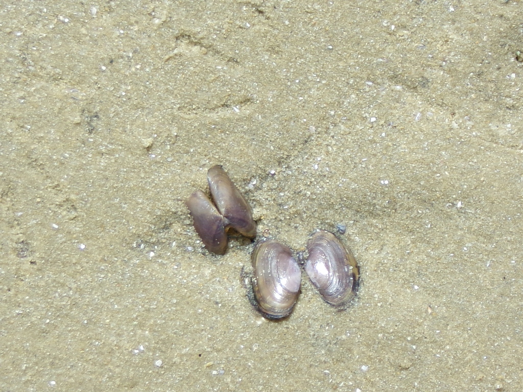 White Sunset-shell from Perth WA, Australia on December 28, 2023 at 10: ...
