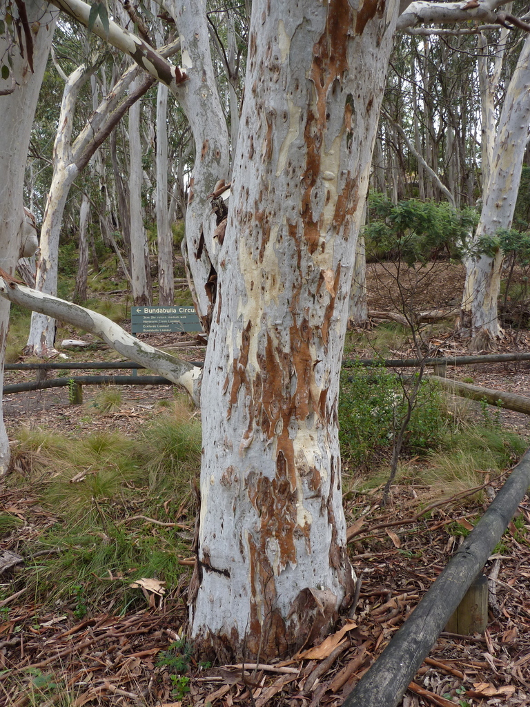 Eucalyptus elliptica from Kaputar NSW 2390, Australia on March 7, 2011 ...